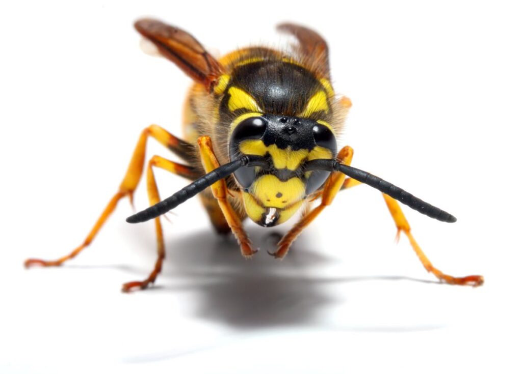 How to Get Rid of Yellow Jackets | Dominion Pest Control